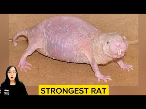 Strongest rat - YouTube