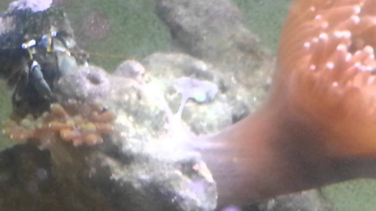 Ricordea florida Mushroom coral moving away off live rock saltwater ...