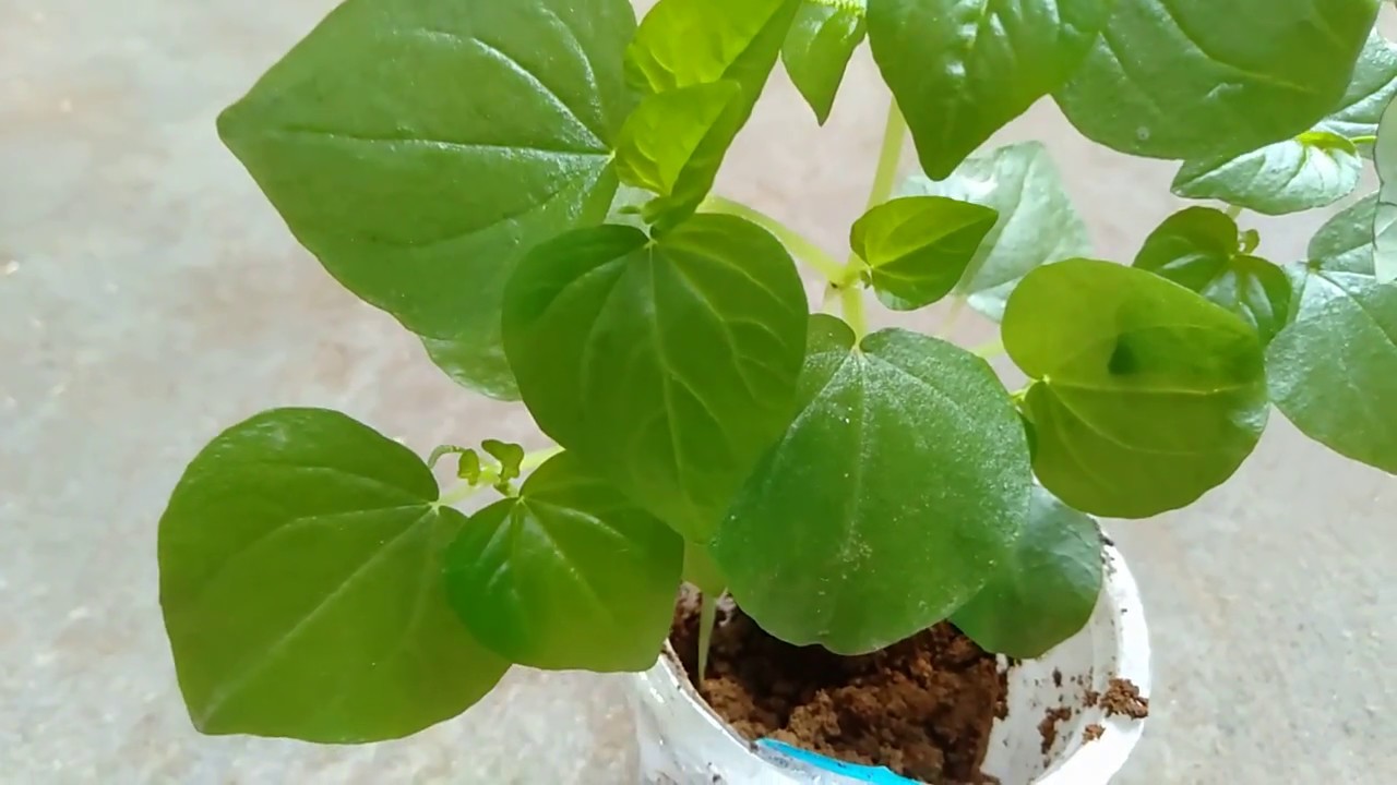 Manfaat Daun Suruhan Untuk Mengobati Asam Urat dan Rematik - YouTube