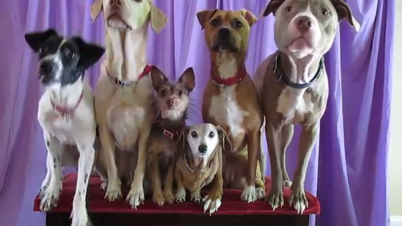 Xena the Warrior Puppy - YouTube