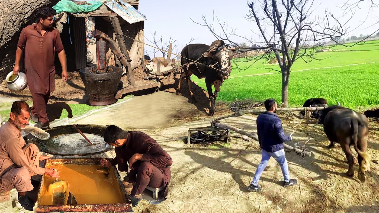 Simple and Ordinary Villagers Working in a Beautiful Old Village Life ...