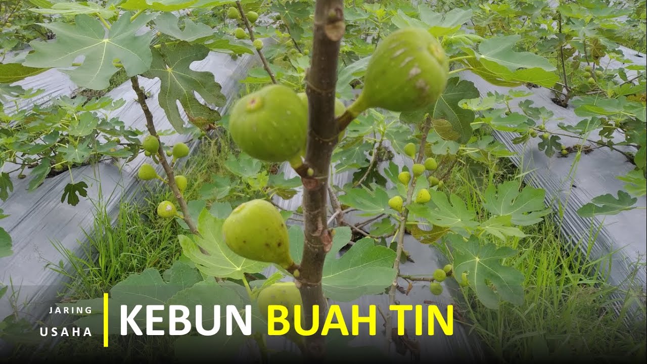 Kebun Buah Tin Berbagai Jenis, Perawatan Mudah Rejeki Melimpah - YouTube
