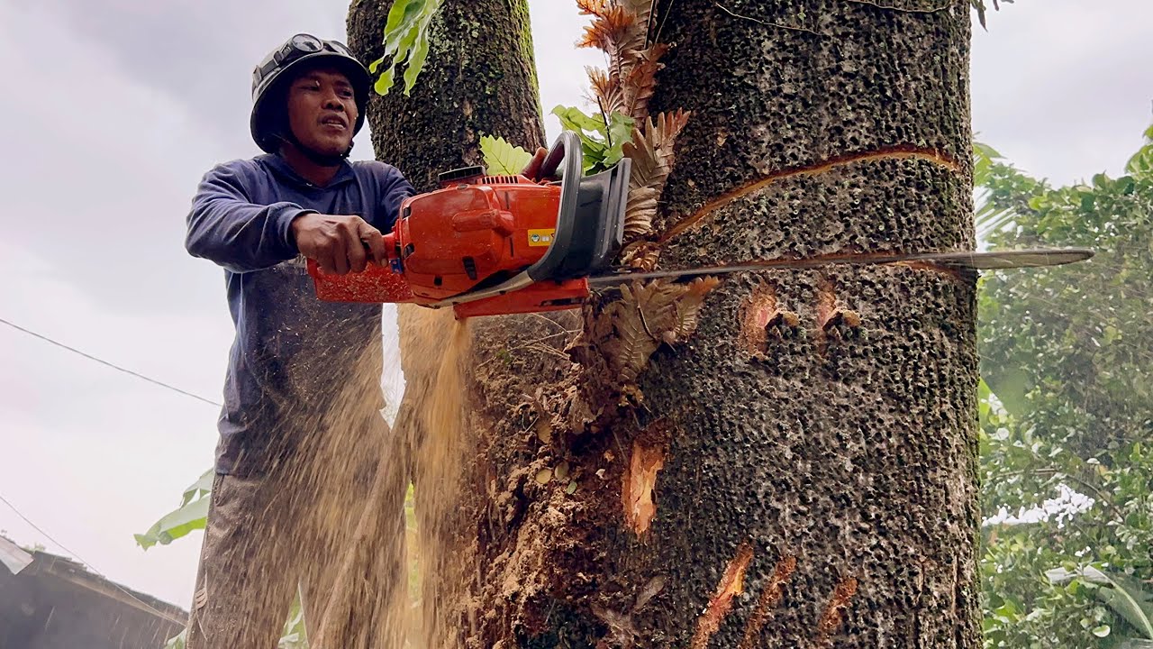 Incredible… Cutting down two dangerous trees next to house ‼️ - YouTube