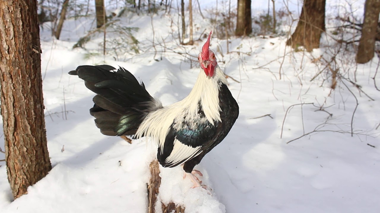 Lester the Silver Duckwing Old English Game Bantam Rooster - YouTube