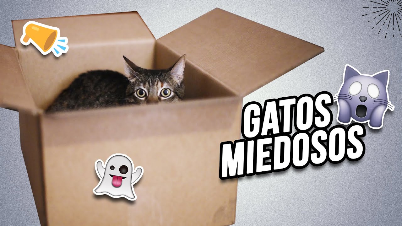 GATOS MIEDOSOS 🙀👻| Cómo hacer que tu gato deje de tener miedo y gane ...