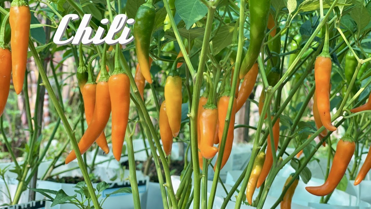 Planting chili in bag || How to grow chili at home - YouTube