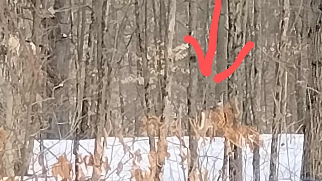 Loda Lake Wildflower Sanctuary. White Cloud Michigan. 2-5-23 - YouTube
