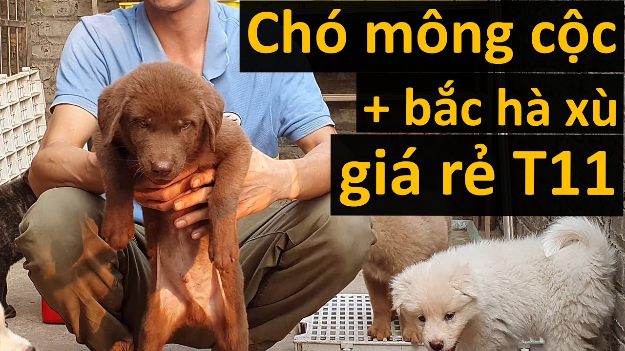 Cún con mông cộc bắc hà xù chó đẹp giá rẻ T11 - YouTube