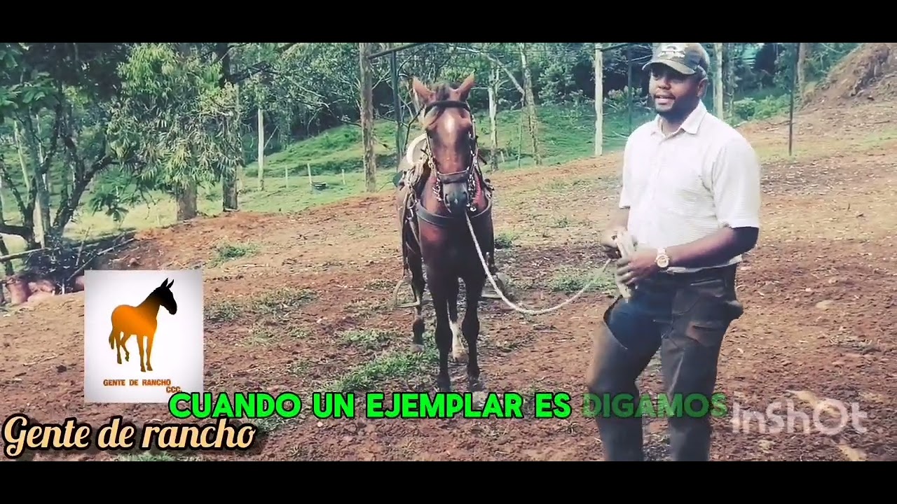 Mejorar pisada en mi caballo - YouTube