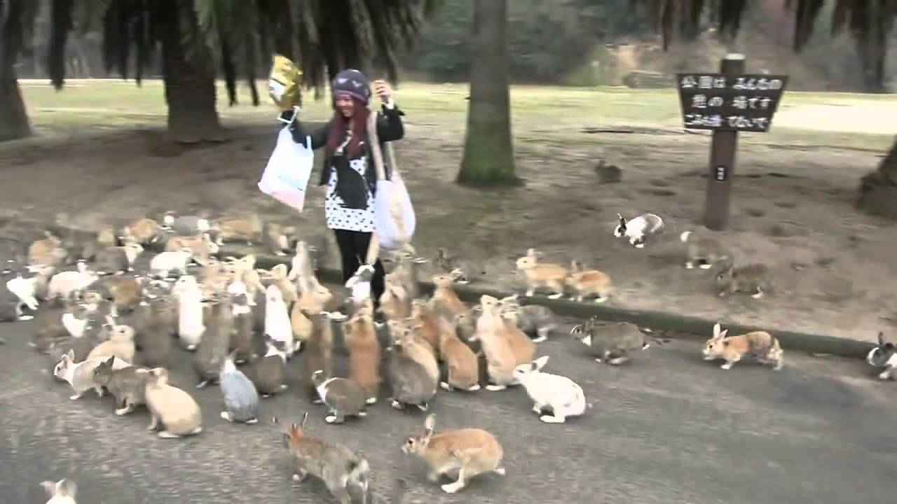 Bunny Stampede! - YouTube
