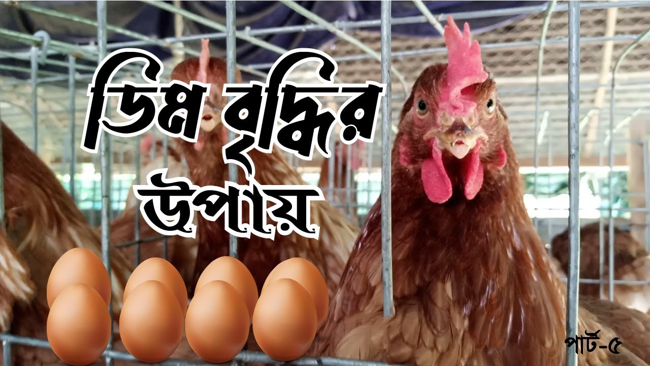 ডিম বৃদ্ধির উপায় | Desi murgi egg farm business | desi murgi layer ...