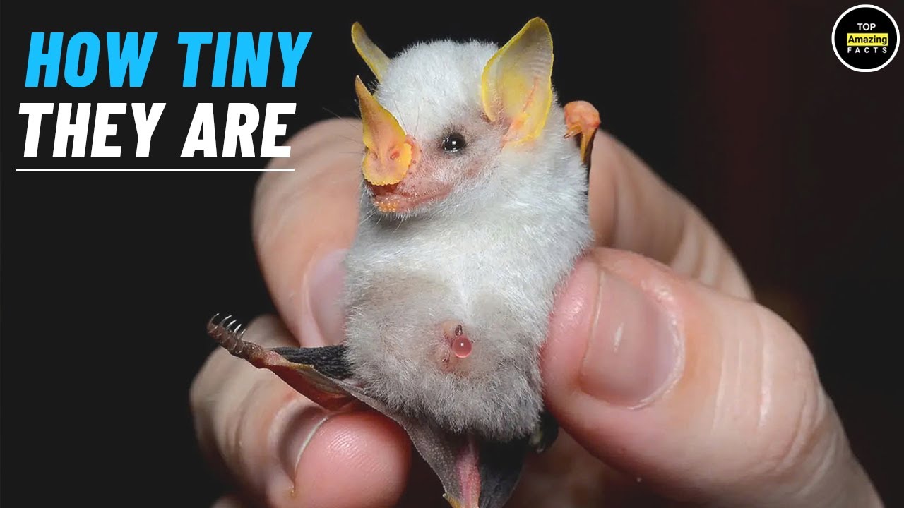 10 Unique And Beautiful Animals You Won’t Believe Exist - YouTube