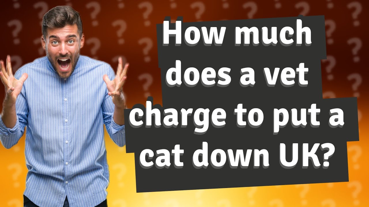 How Much Does A Vet Charge To Put A Cat Down UK YouTube how-much-does-a-vet-charge-to-put-a-cat-down-uk-youtube