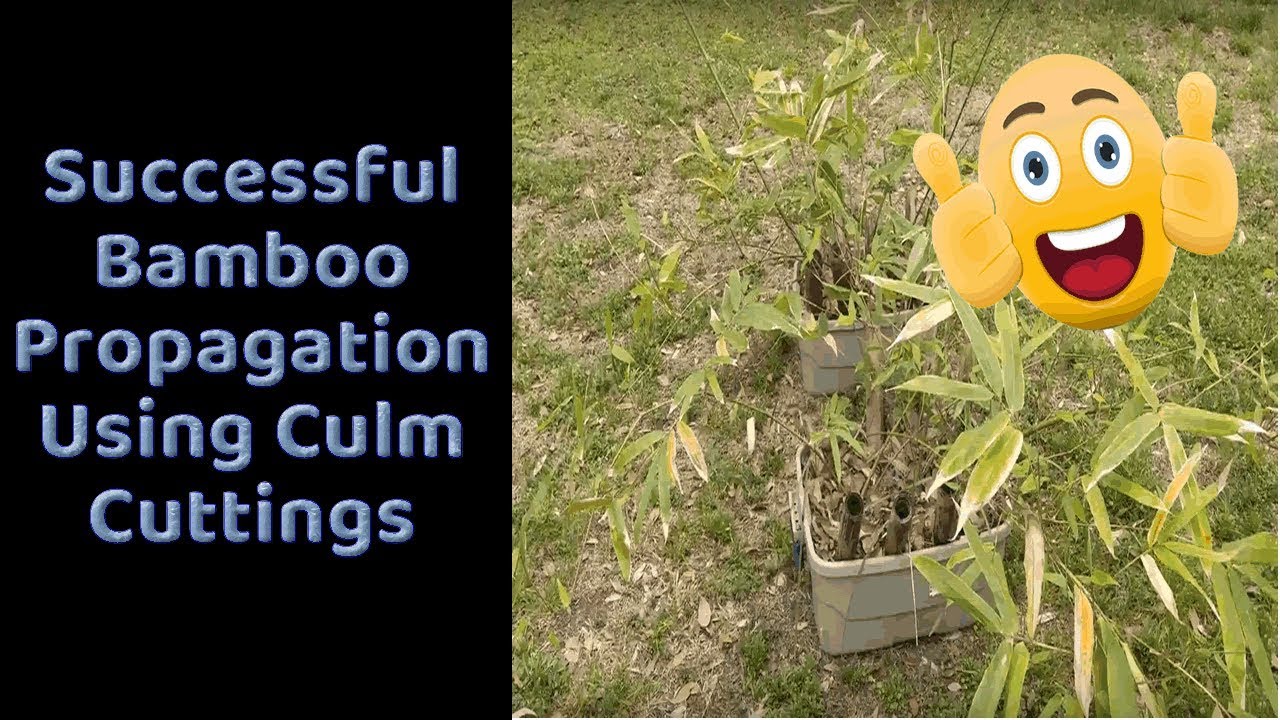 Successful Bamboo Propagation Using Culm Cuttings - YouTube