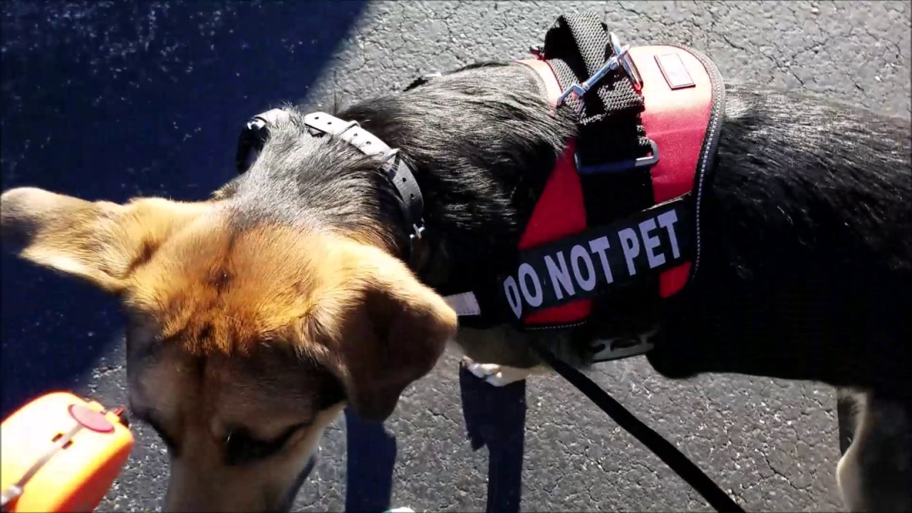 Fearful Insecure Rescue dog - Gabby - Before and After 2 week board and ...