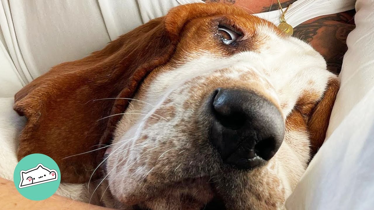 Basset Hound Lives Stress-Free Life in Venice. He Shares His Wisdom ...