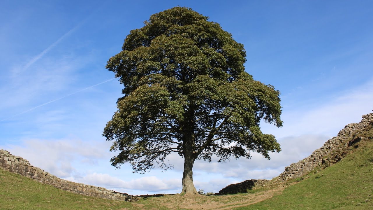 The Sycamore Tree: A Walk in Northumberland along Hadrian’s Wall to the ...