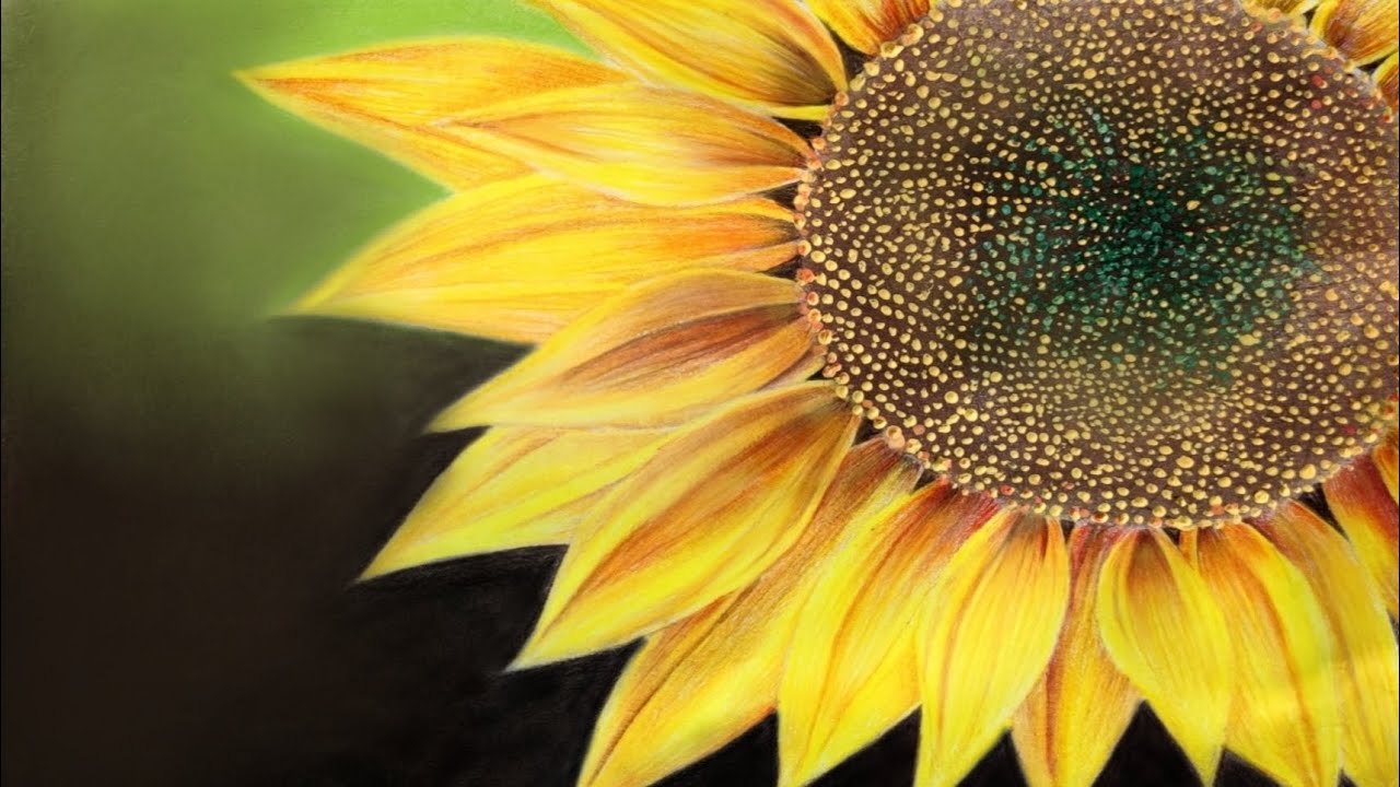 Sunflower Drawing by Prismacolor | Acrylic color sunflower Drawing ...