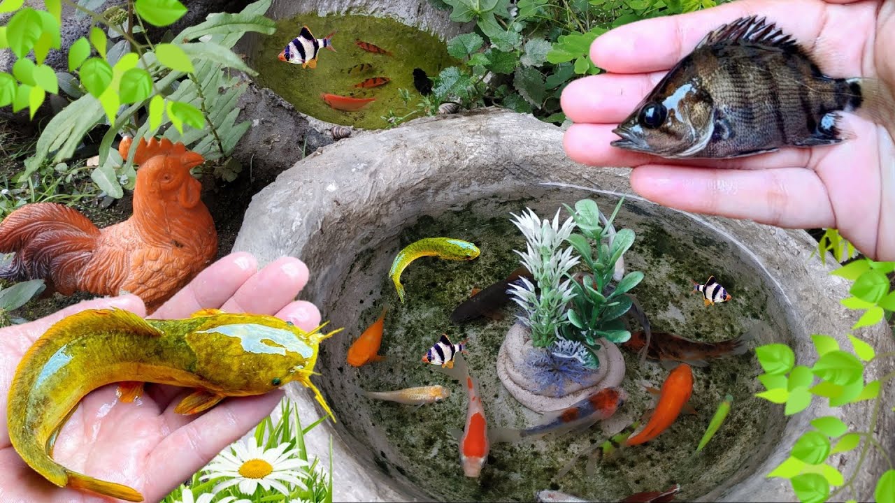 Amazing Catch Colorful Fish, Koi fish, Goldfish, Betta fish, Molly fish ...