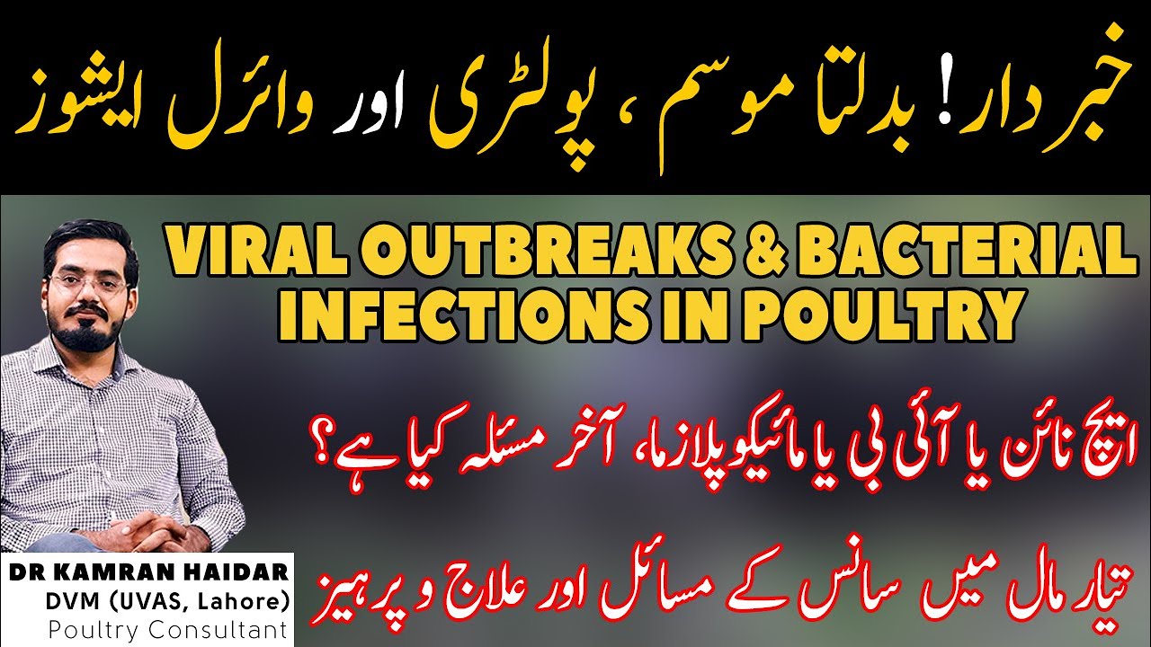 Cold Weather, Respiratory Problems & Viral Outbreaks in Poultry | H9, IB & Mycoplasma Infections ...