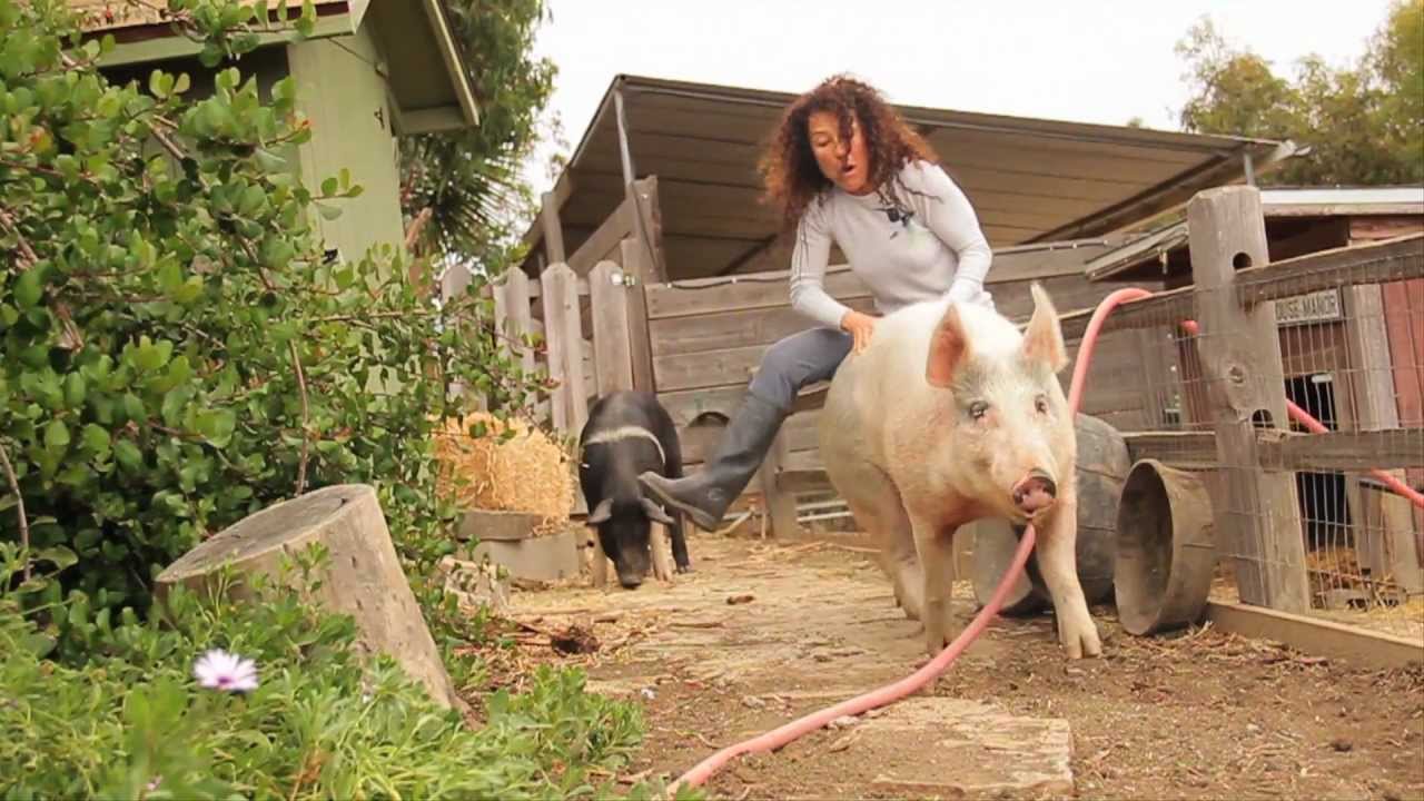 Funny pigs cha cha - YouTube