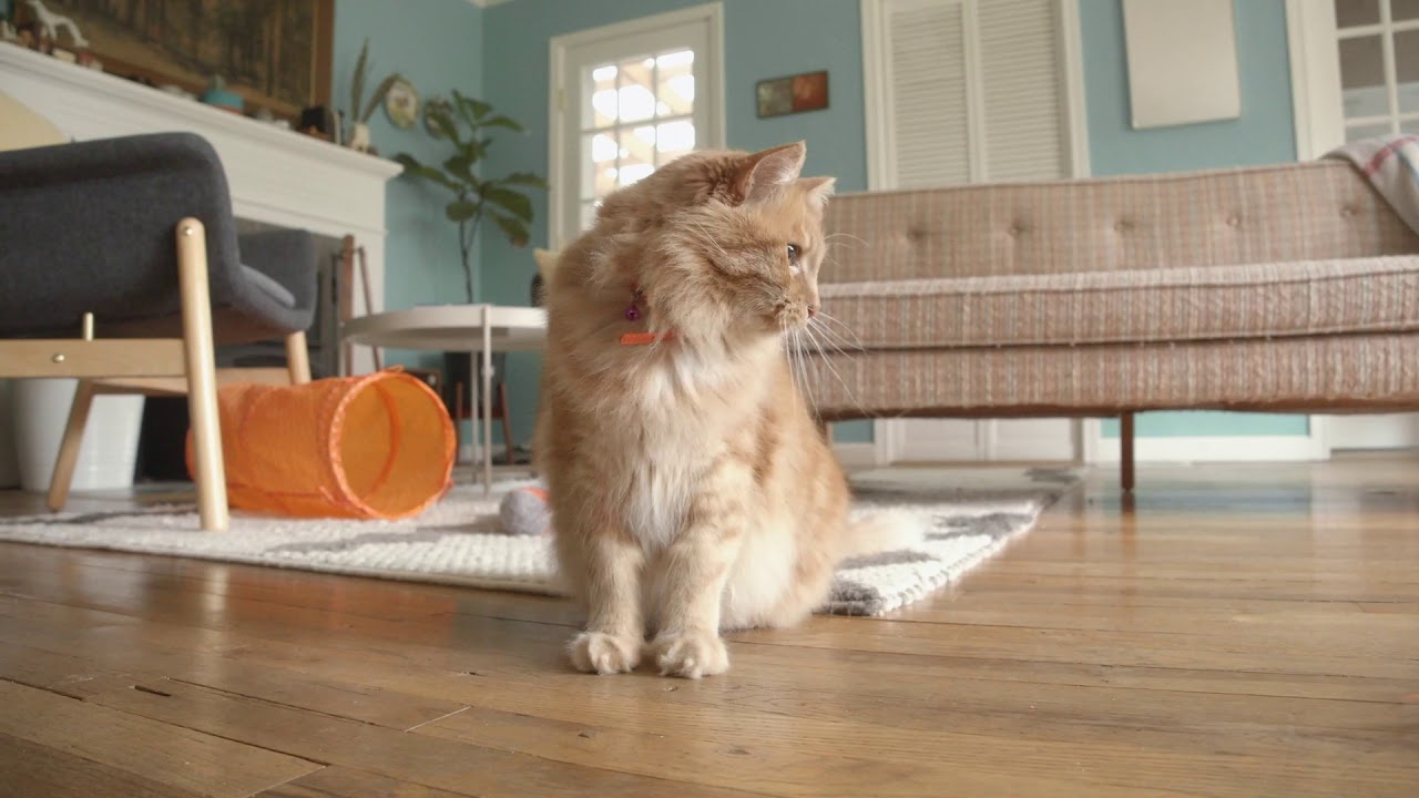bhere to move | Exercise and Wellness | Banfield Pet Hospital - YouTube