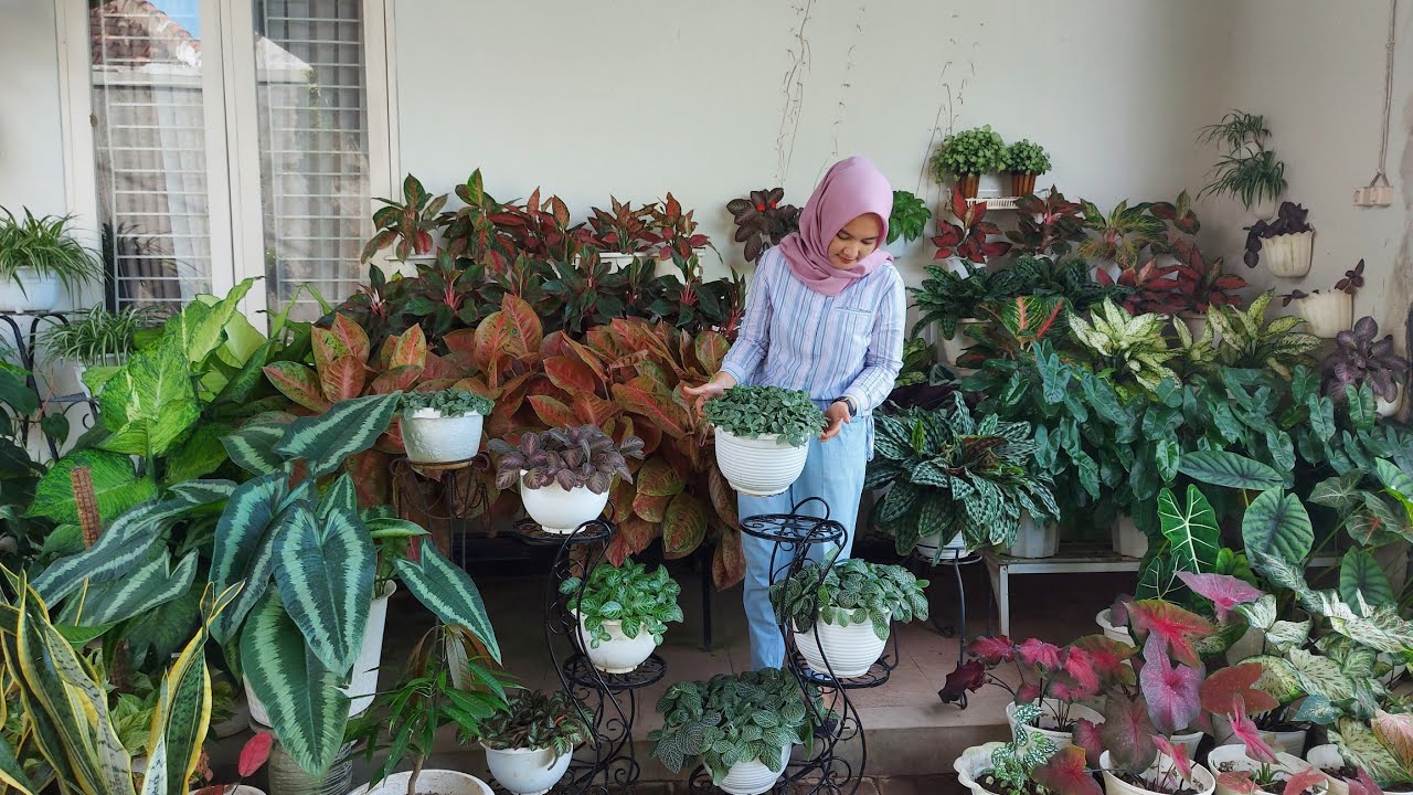 Menata tanaman dan rak tanaman hias di halaman samping - YouTube