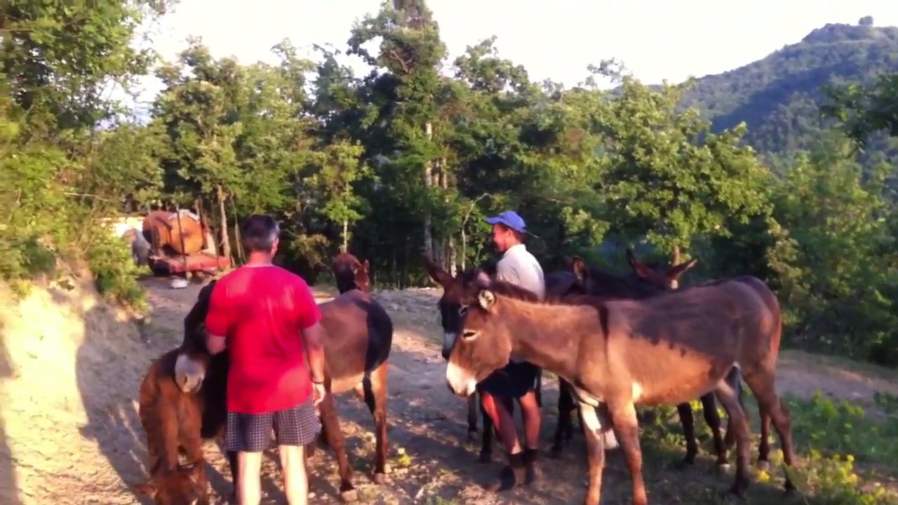 Istra: Gracisce : divan zivot krda magaraca u divljini na imanju ...