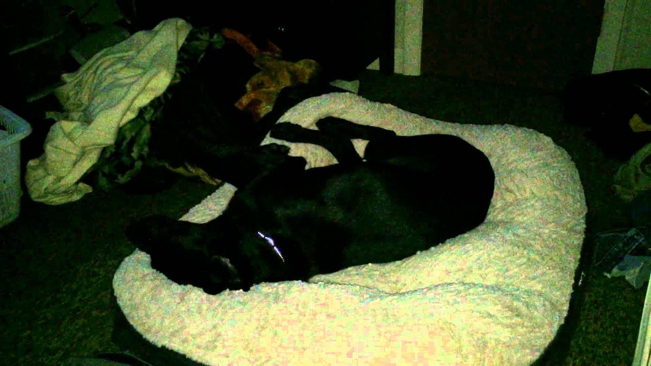 Black lab puppy Rambo dreaming and snoring away - YouTube