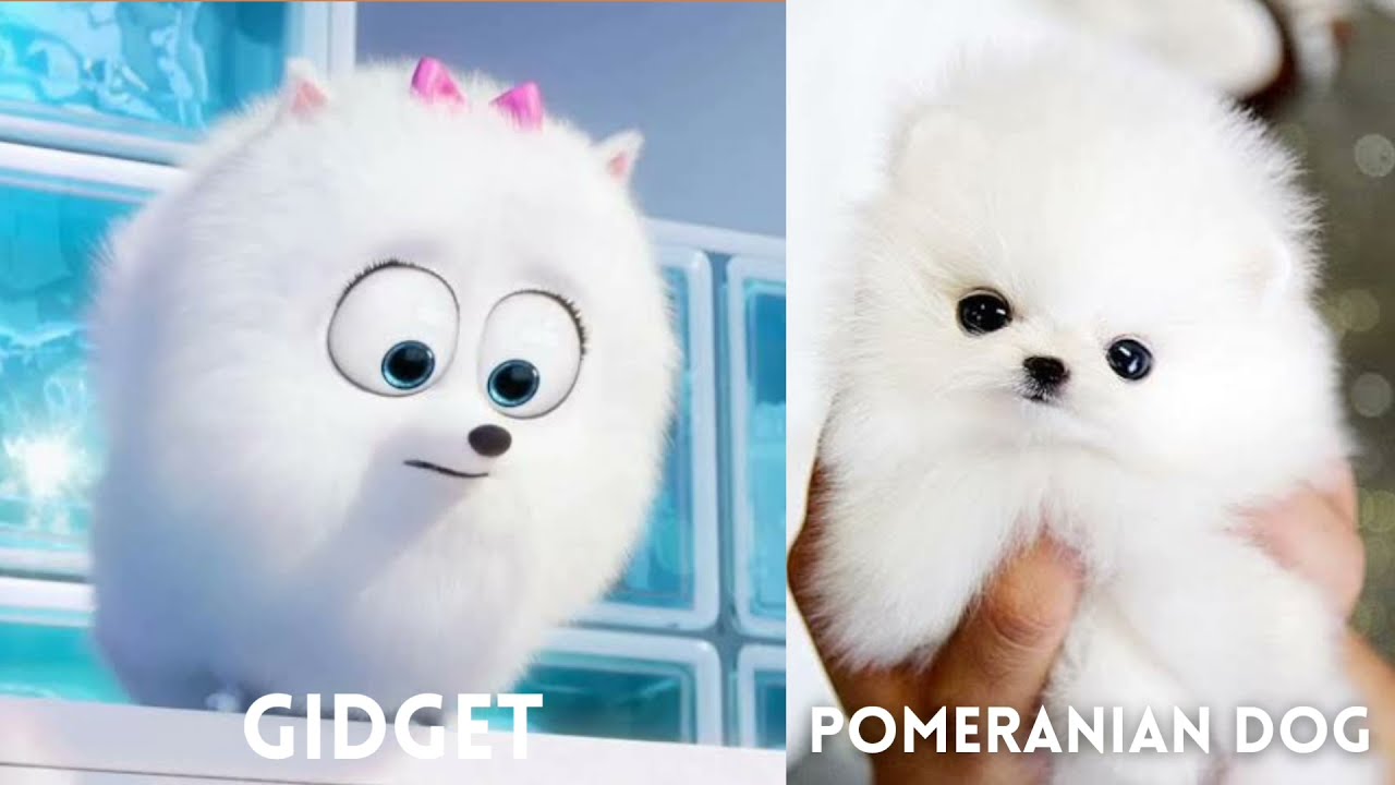 The secret life of pets 2 Movie animals real life species | SuPeR DuPeR ...