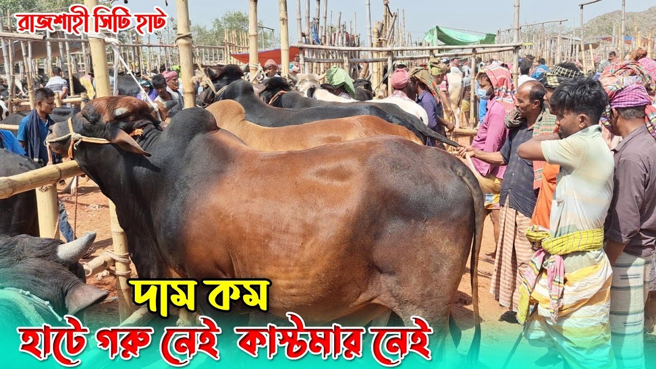 সিটি হাট ফাঁকা। বড় বড় মাংসের গরুর দাম জানুন। রাজশাহী সিটি হাট। ২০২৫ ...