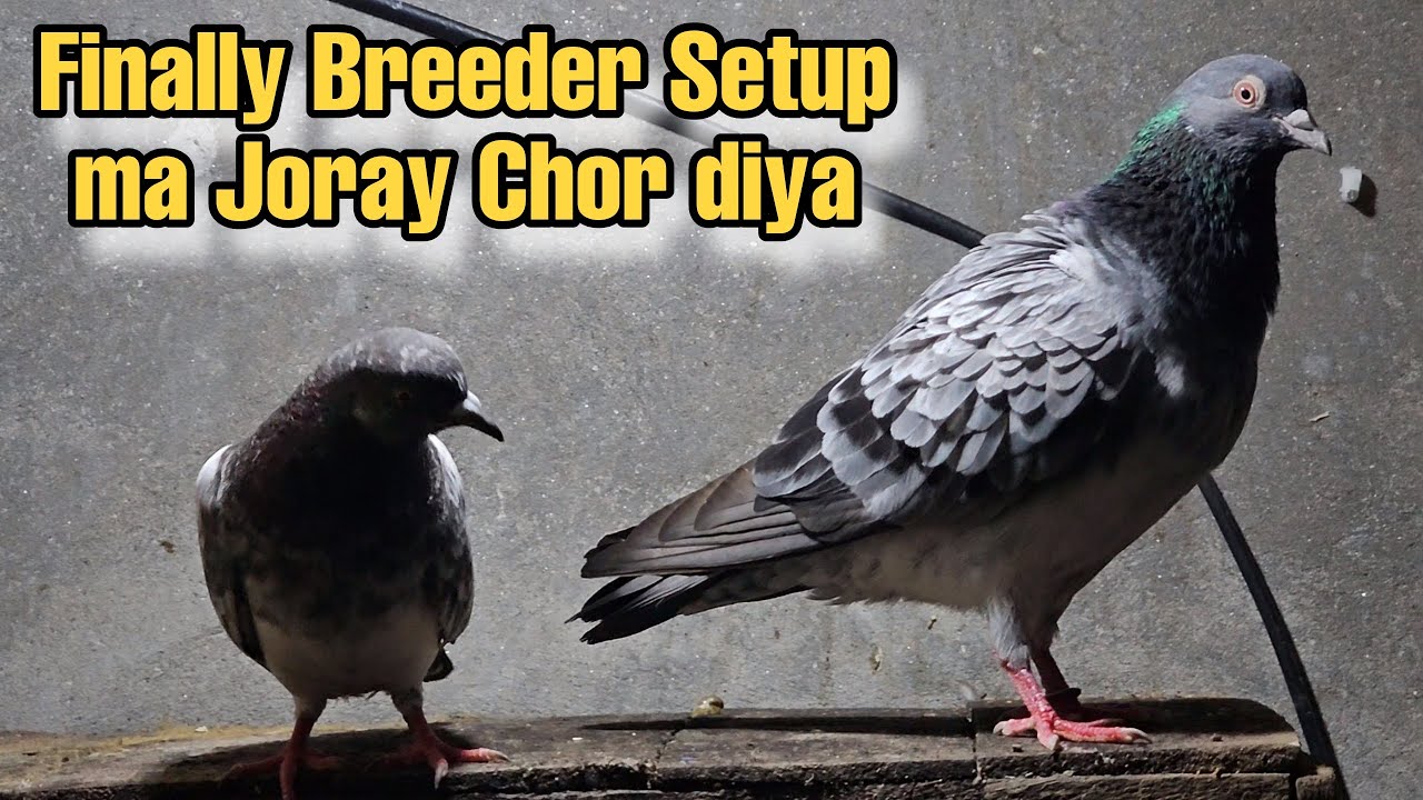 Joray Chor Diya Breeder Setup ma🤩🤩 - YouTube