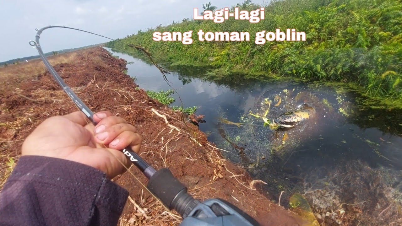 TRIP MANCING TOMAN MONSTER DI SUNGAI KECIL, DIAIR HITAM - YouTube