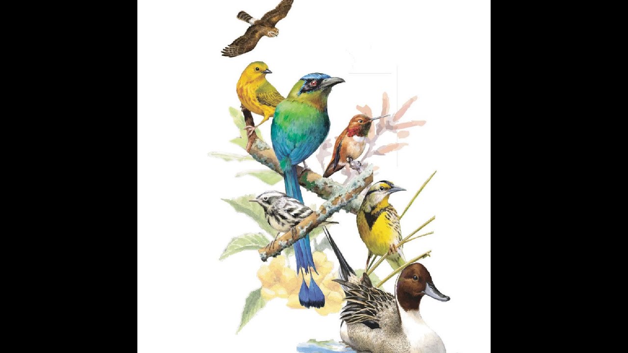 5 Amazing Facts Migratory Birds Top 5 Interesting Facts Migratory 5-amazing-facts-migratory-birds-top-5-interesting-facts-migratory