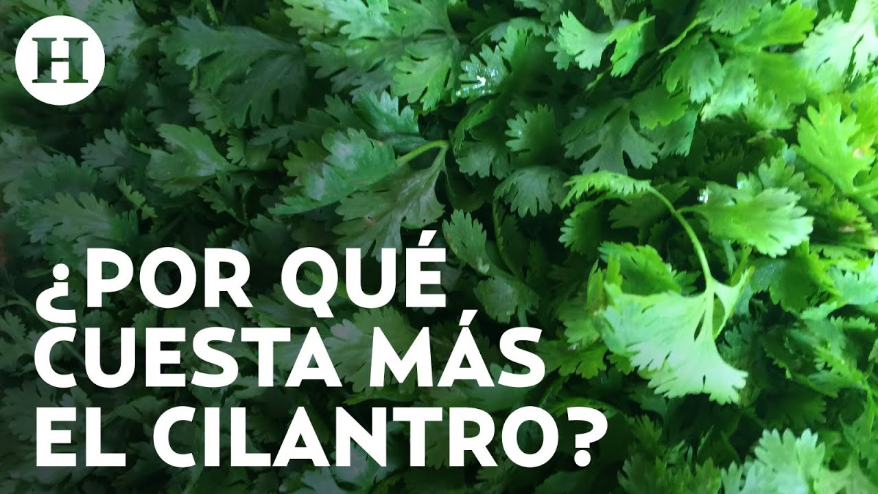 ¿Te parece que somos ricos? Precio del cilantro llega hasta los 500 ...