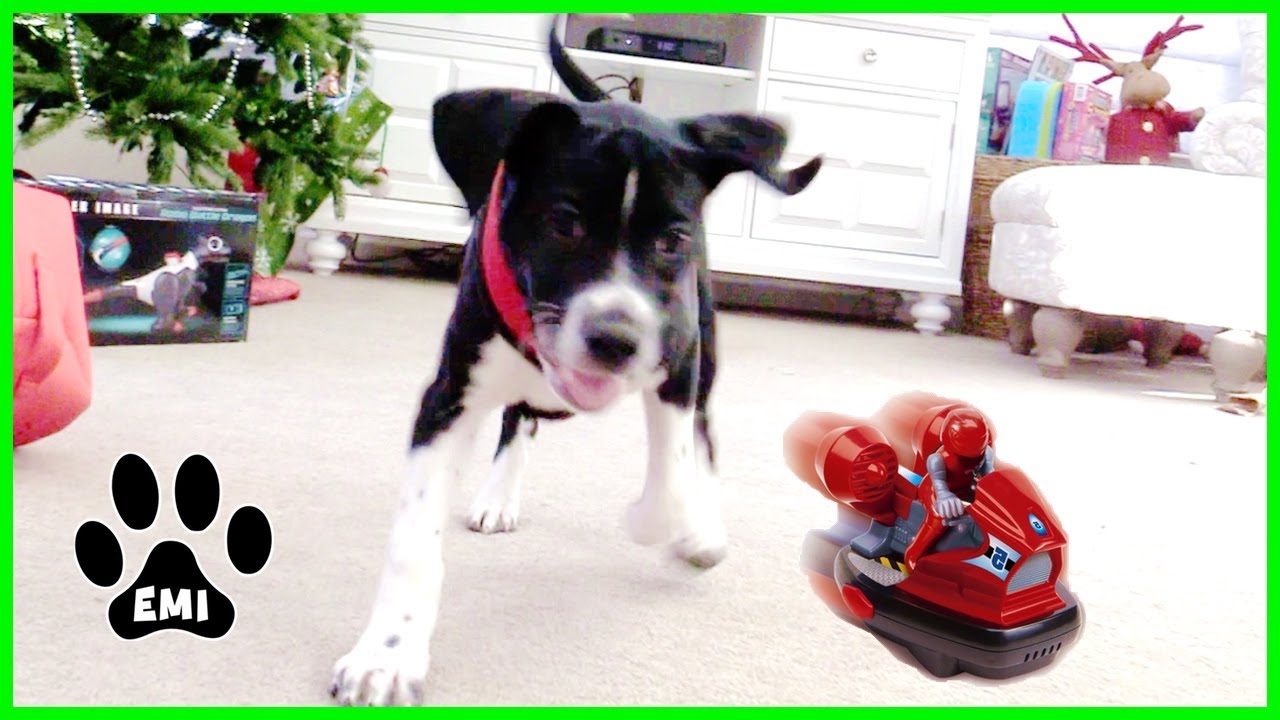 Emi Fighting RC Bumper Cars - Cute English Pointer Puppy Playing - EMIS ...
