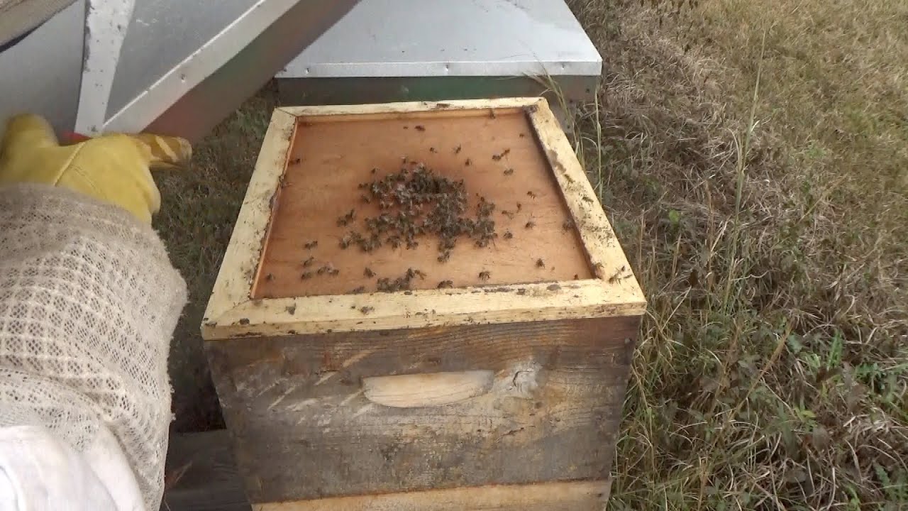 Severe winter Arctic blast vs. bees in a bee hive. - YouTube