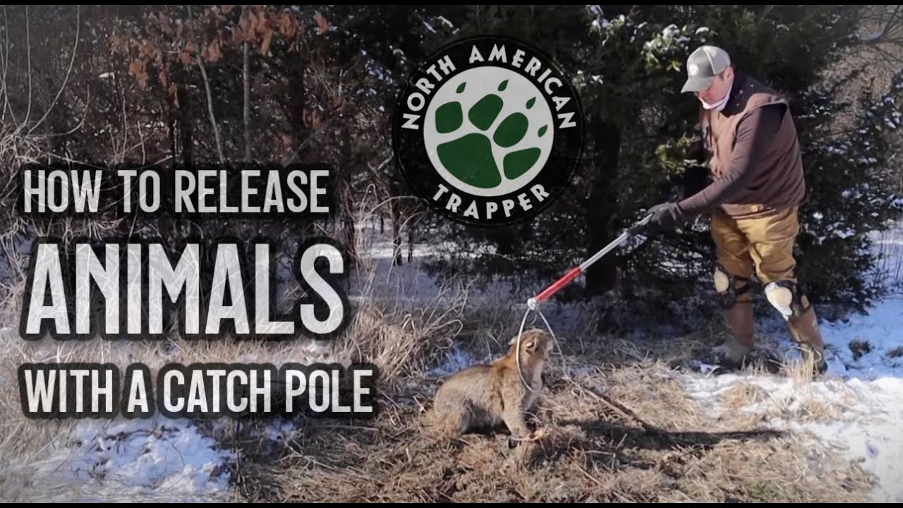HOW TO RELEASE A BOBCAT AND OTHER ANIMALS WITH A CATCH POLE - YouTube