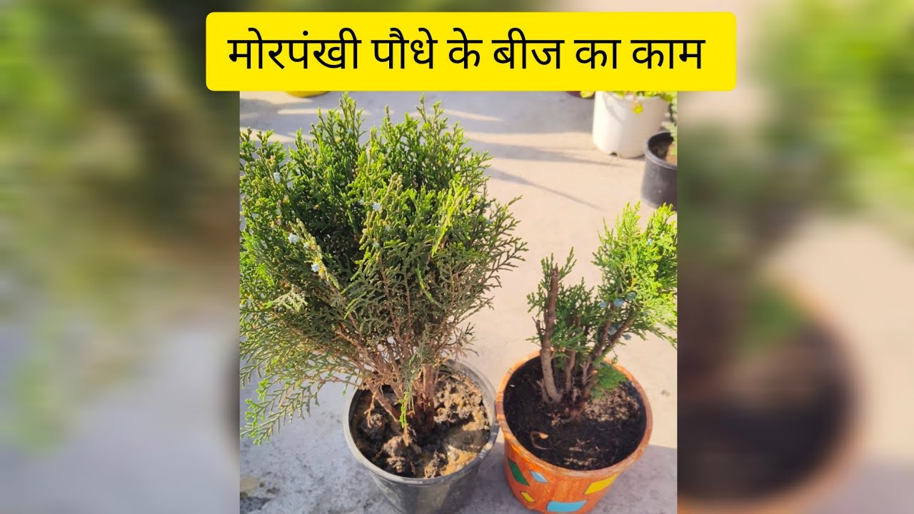 #Morpankhi plant ke beej ka kaam #morpankhi plant ke seeds #morpankhi ...