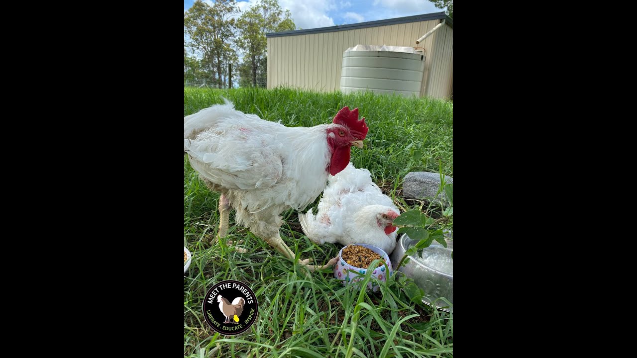 Martin the Rooster ... Then and Now. - YouTube
