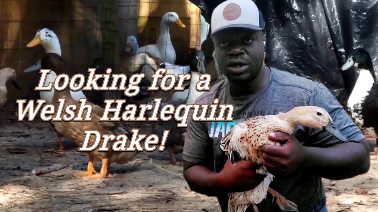 Welsh Harlequin Drake: We're in search of hatching eggs or a drake ...