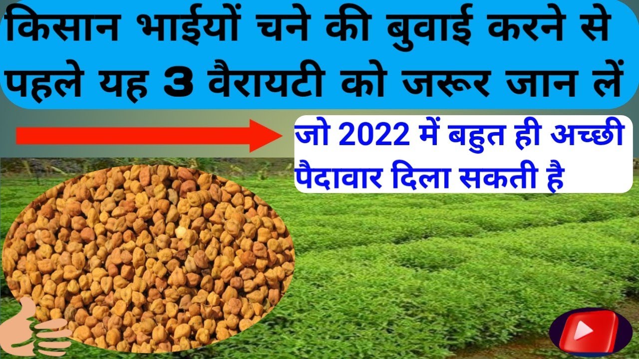चने की बुवाई से पहले यह वीडियो जरूर देखें 2022 मैं जरूरी किस्मे/ Gram ...