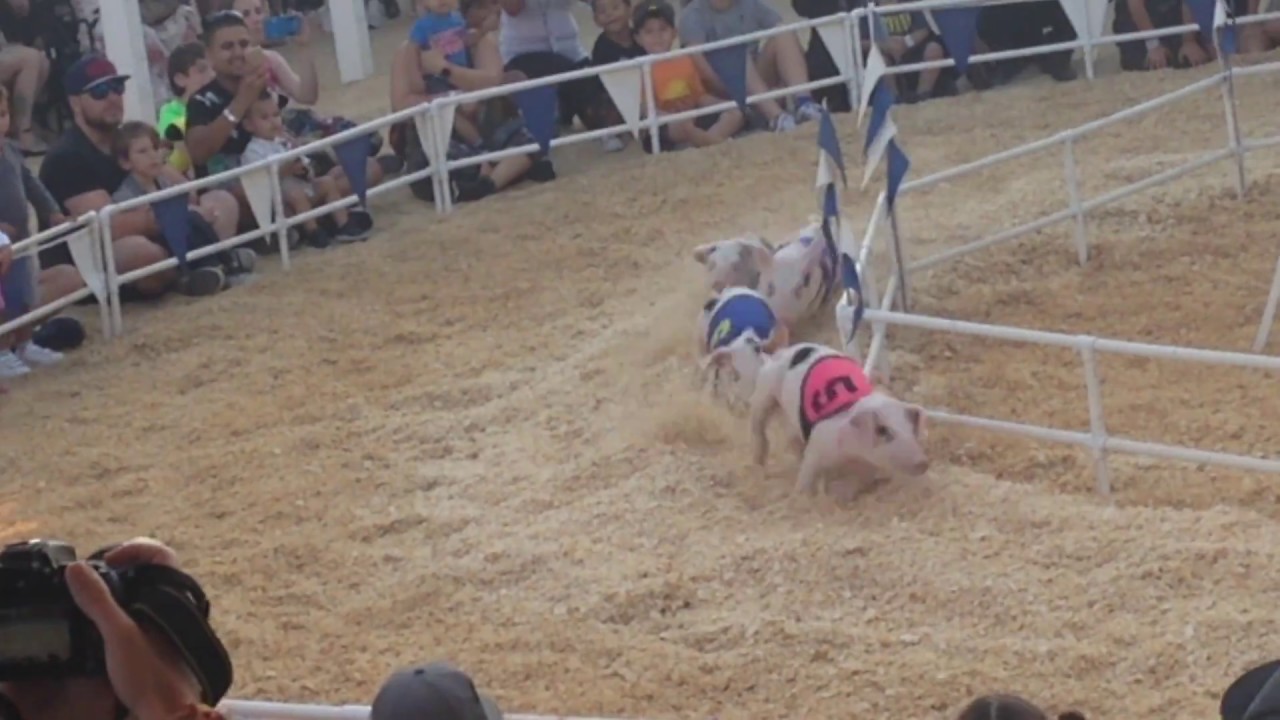 All-Alaskan Racing Pigs - YouTube
