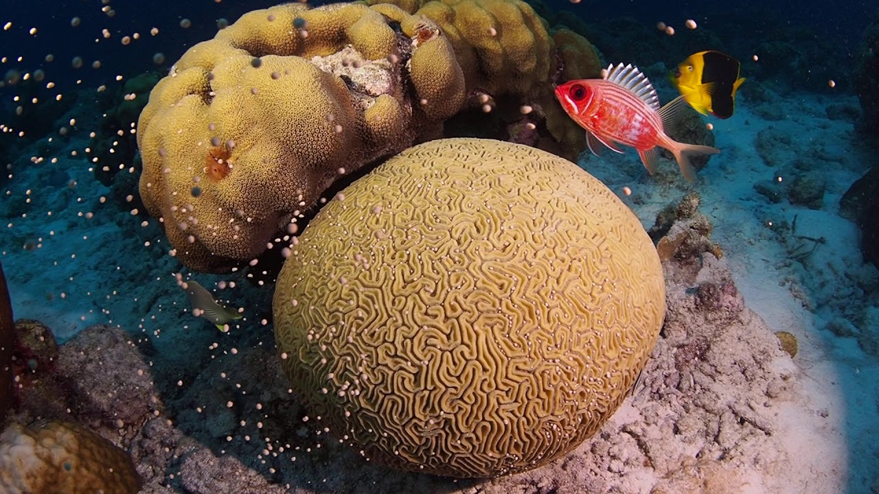 Grooved Brain Coral (Diploria labyrinthiformis) spawning at Buddy's ...