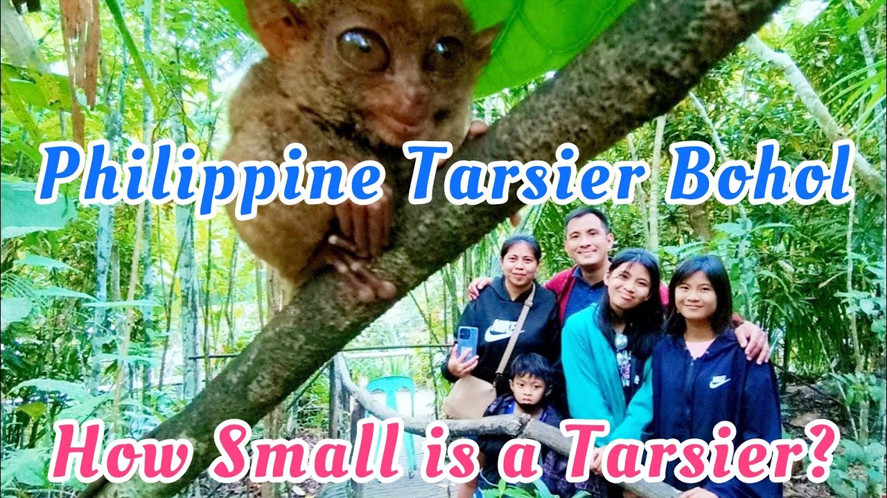 TARSIER SANCTUARY BOHOL PHILIPPINES | BOHOL TARSIER CONSERVATION AREA ...