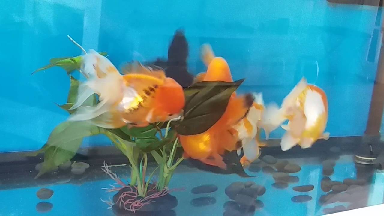 Fancy gold fish spawning ranchu oranda - YouTube