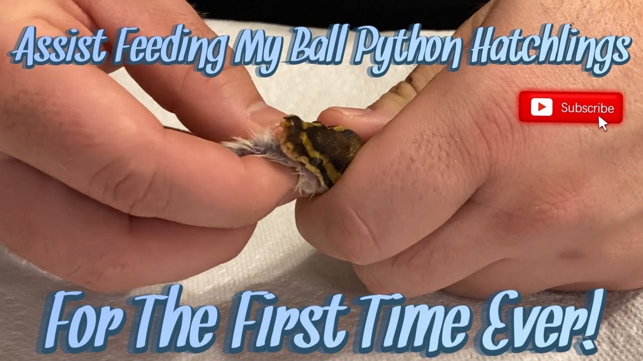 Assist Feeding My Ball Python Hatchlings - My First Attempt At It... EVER! - YouTube