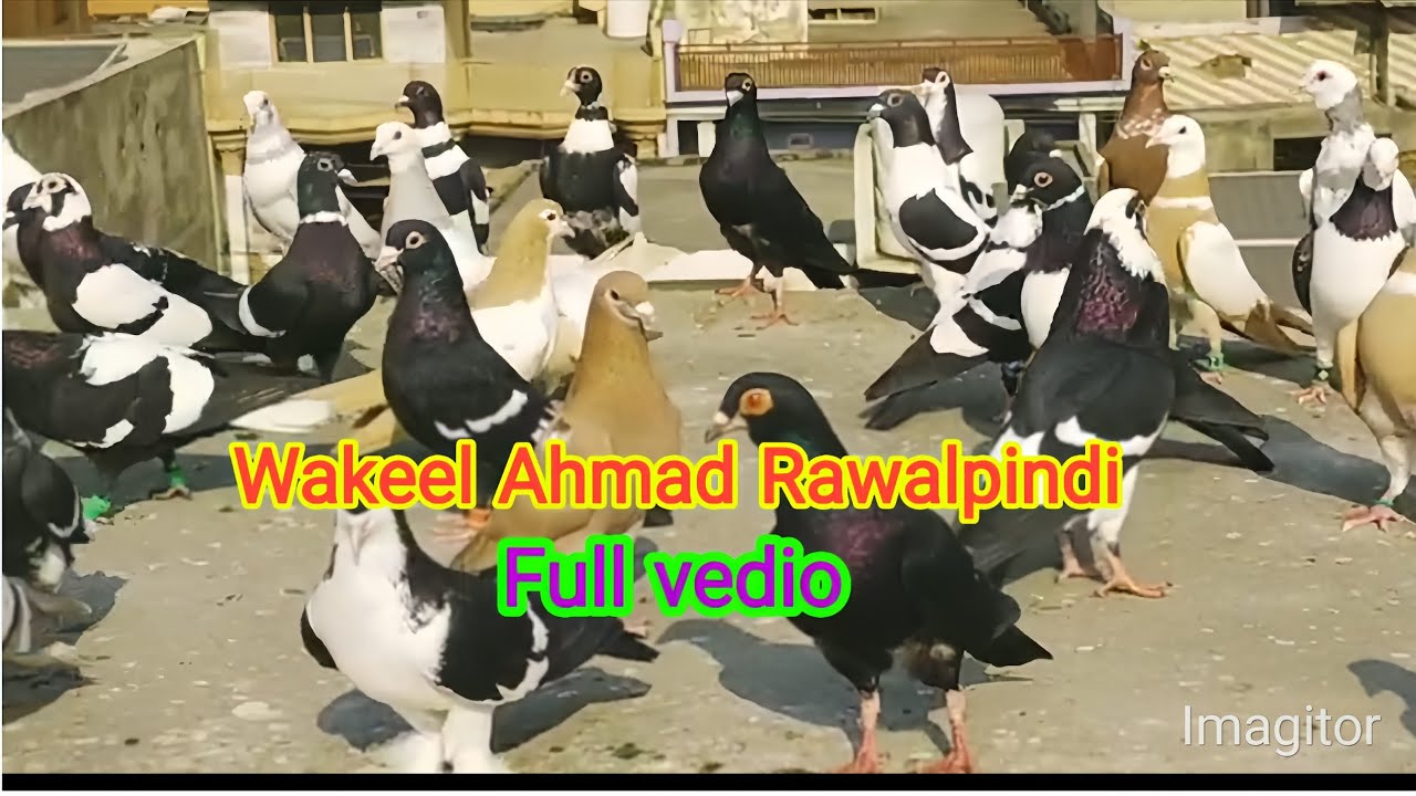 The Most Beautiful Pigeons | kabutar| pigeon | kabootar ||birds | - YouTube
