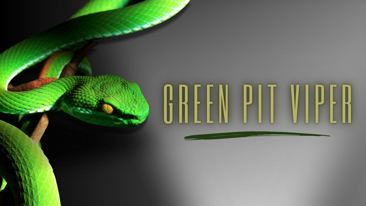 The Green Pit Viper - 5 Unveiled Secrets - YouTube