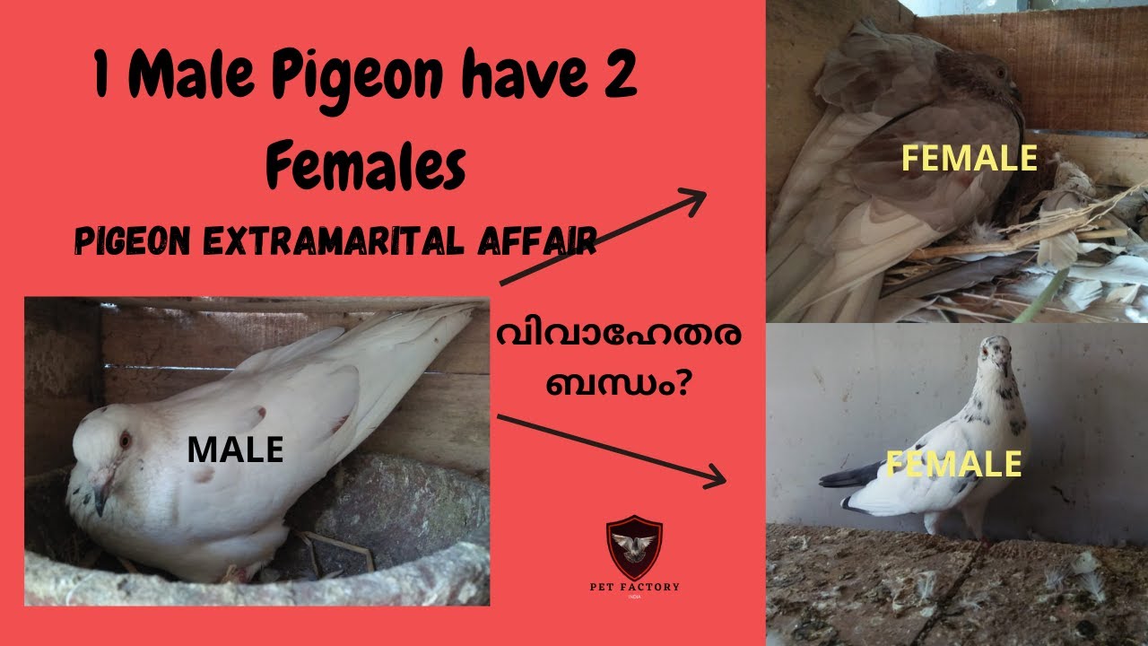 1 Male Pigeon have 2 Females / Against the Pigeon Ethics Lol / Rare ...